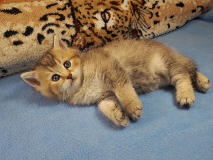 Золотая шиншилла ny 25 девочка