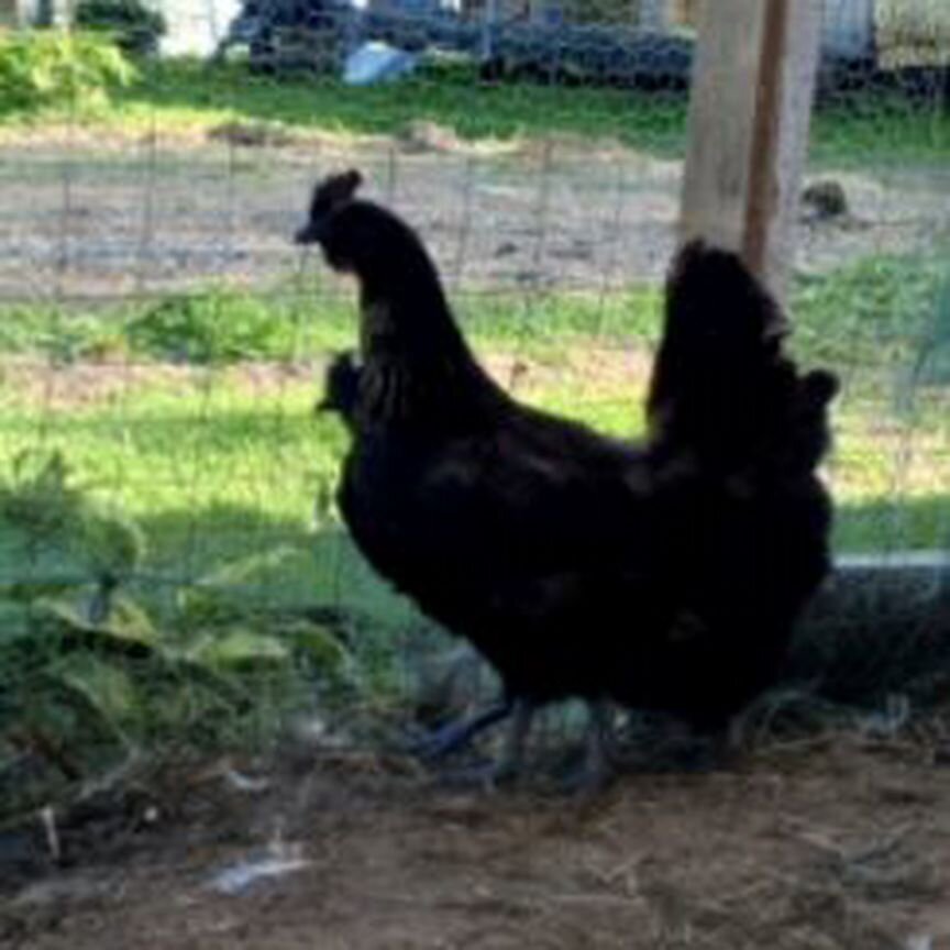 Куры несушки