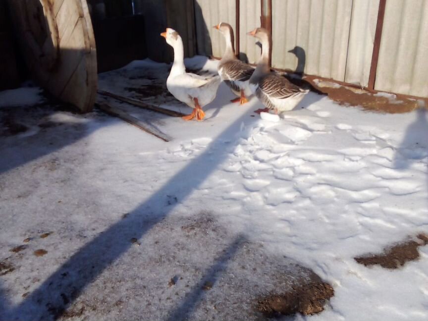 Холмогорские гуси