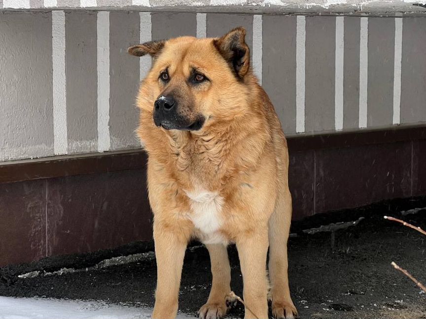 Рыжик ищет дом