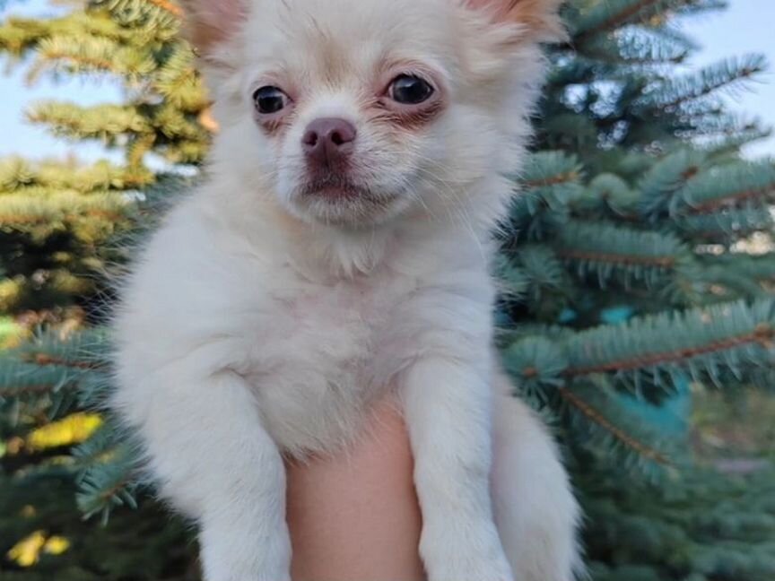 Щенок чихуахуа