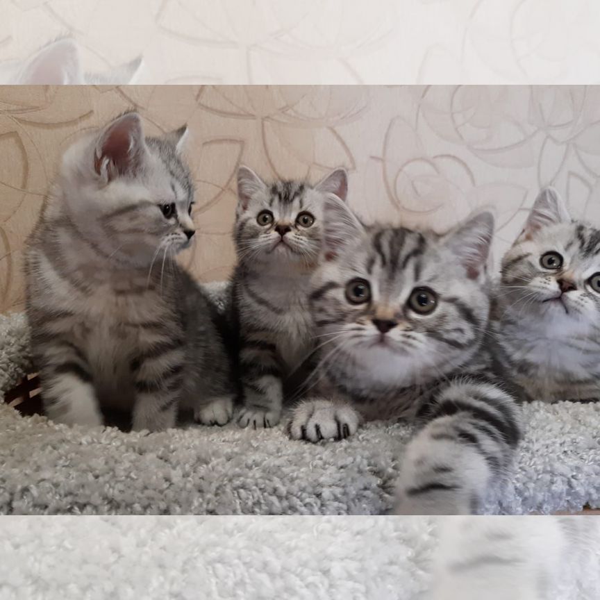 Британские мраморные малыши