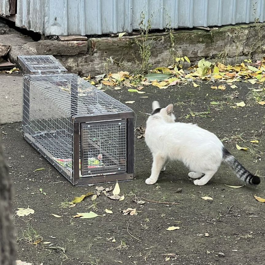 Отлов кошек