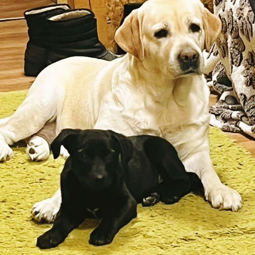 Лабрадор-ретривер, щенок