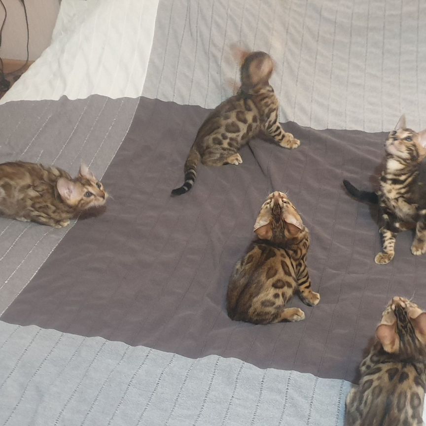 Бенгальские котята