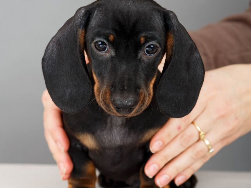 Щенок миниатюрной таксы любимцем в семью