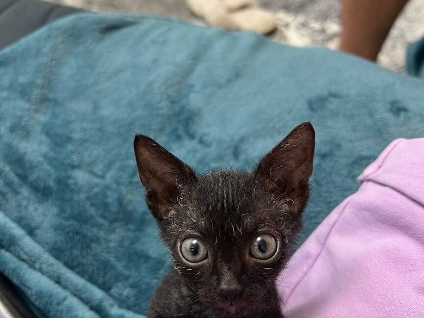 Кошечка донской сфинкс