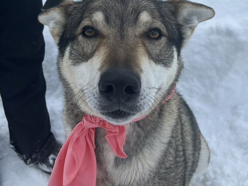 Собака Тайра спасите из приюта