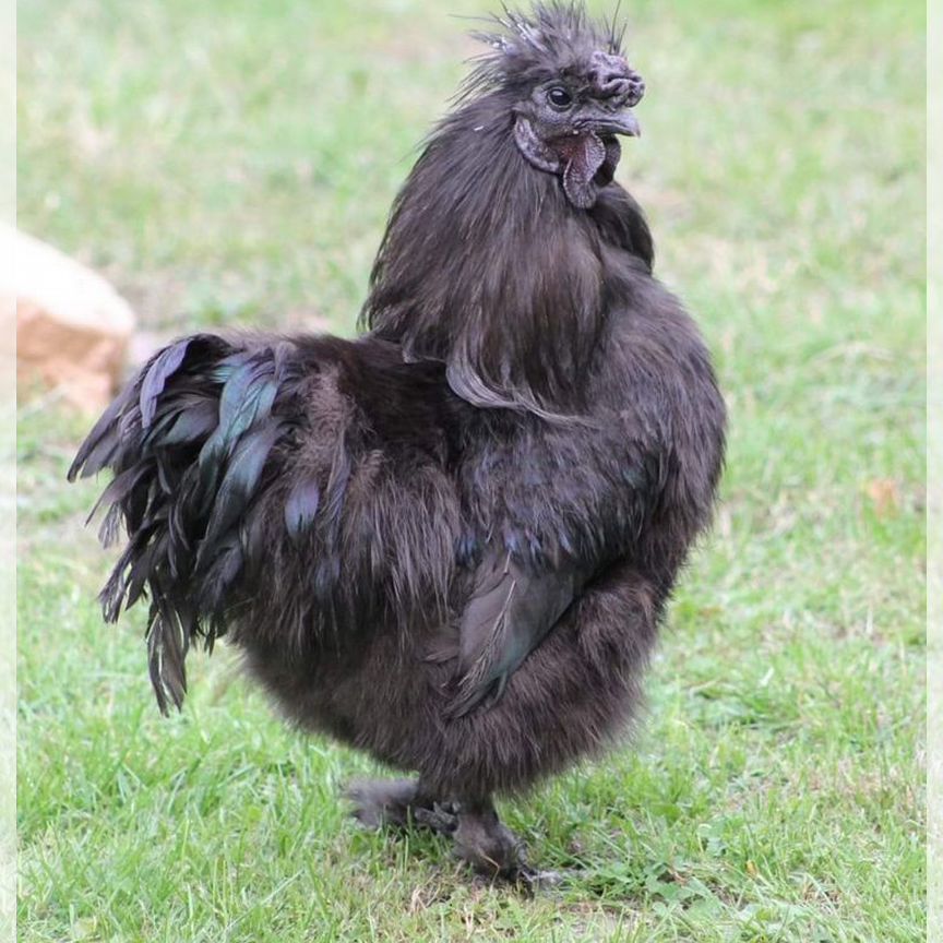 Китайские Шёлковые Куры