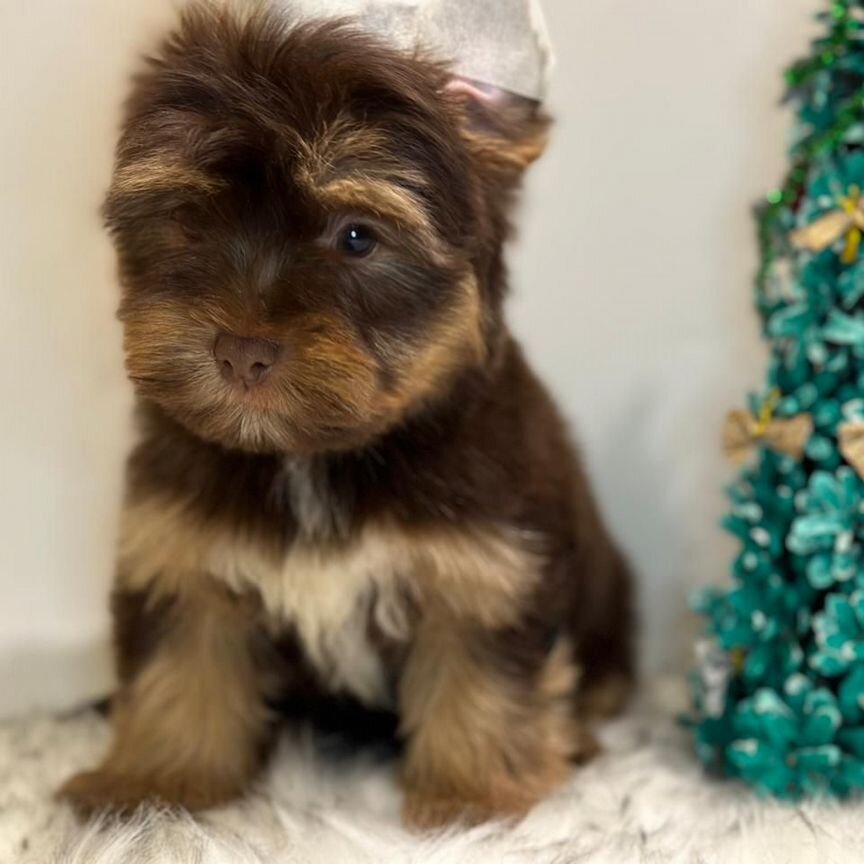 Шоколадное чудо