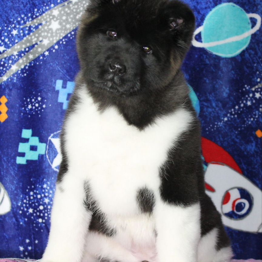 Американская акита