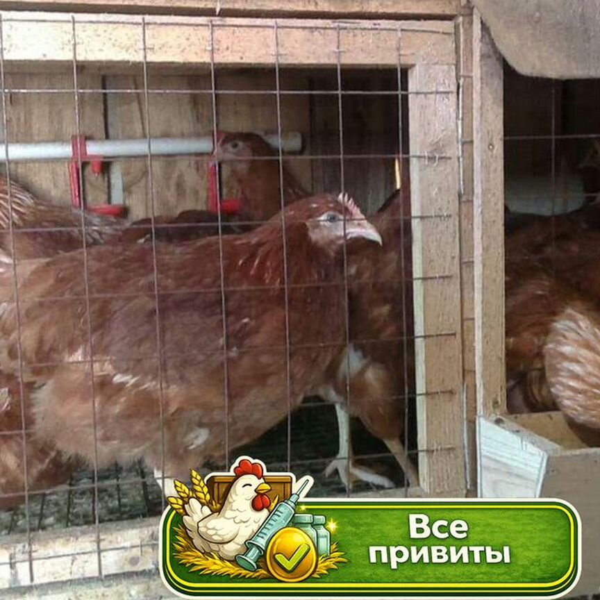 Куры несушки с доставкой