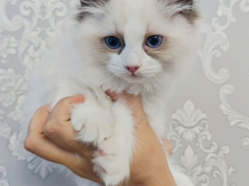 Девочка регдолл