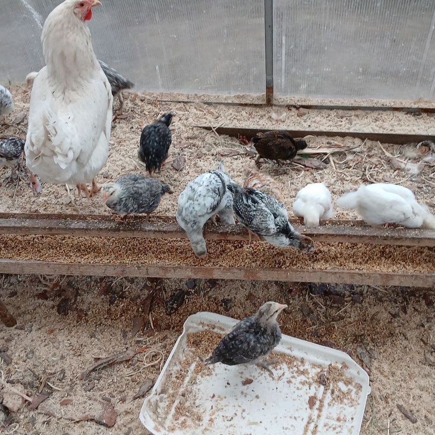 Продам цыплят домашних