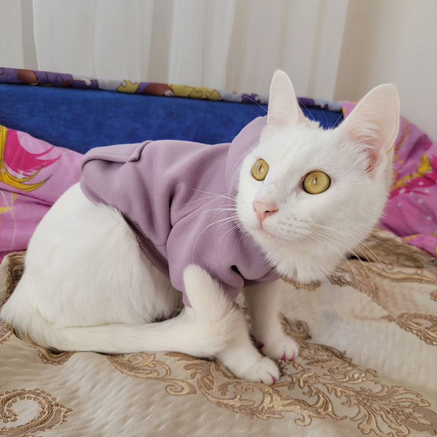 Отдам кошку в добрые руки