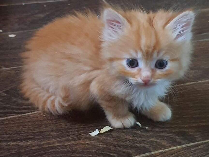 Сибирские котята