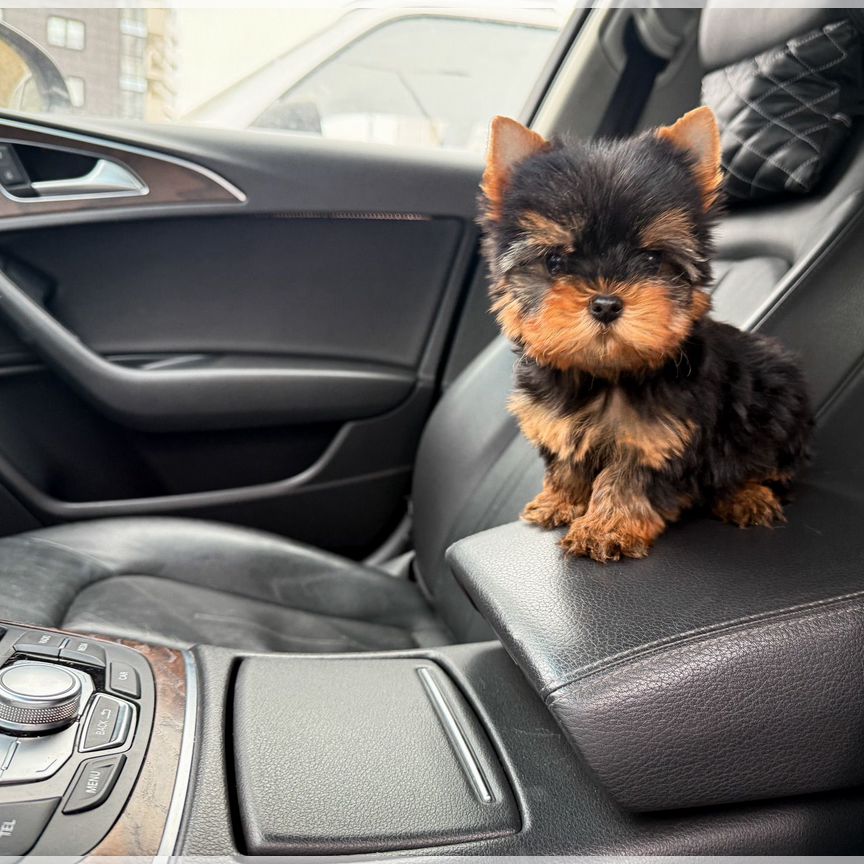 Йоркширский терьер, щенок