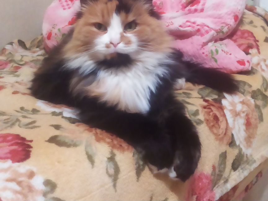 Трехцветная кошечка ласкушка