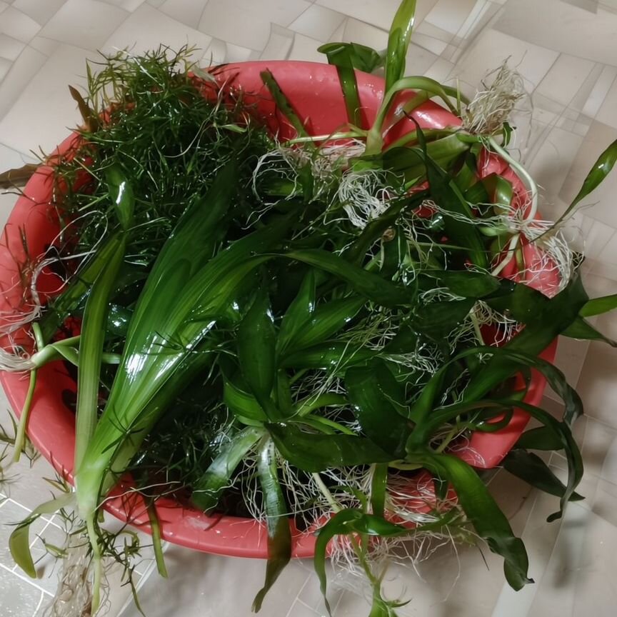 Аквариумные растения