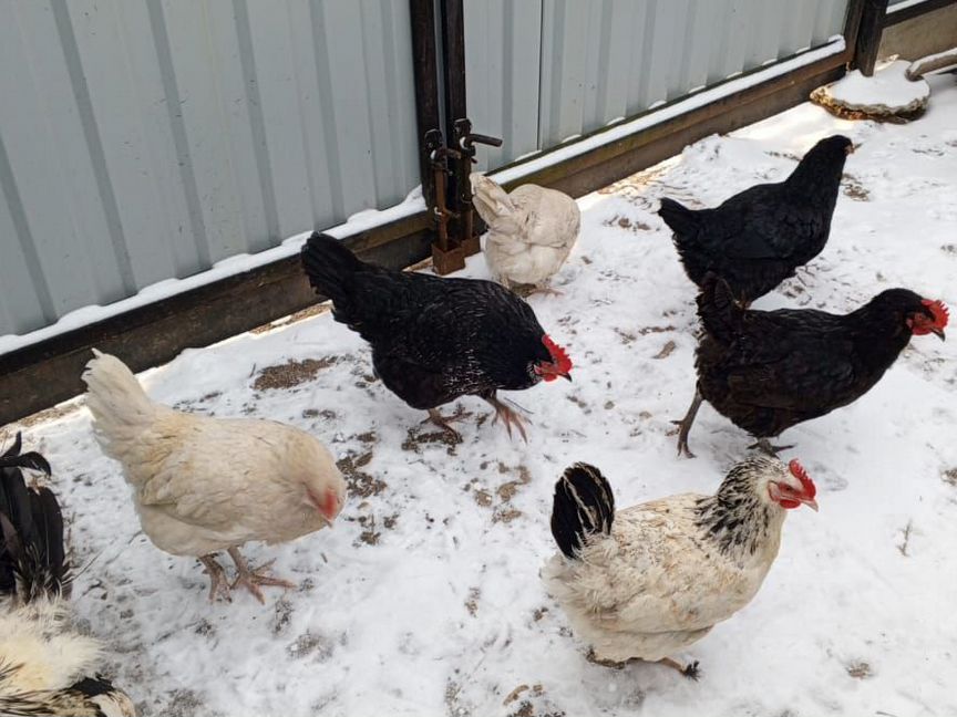 Куры несушки