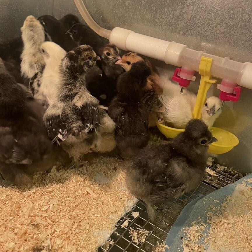 Цыплята кур несушек