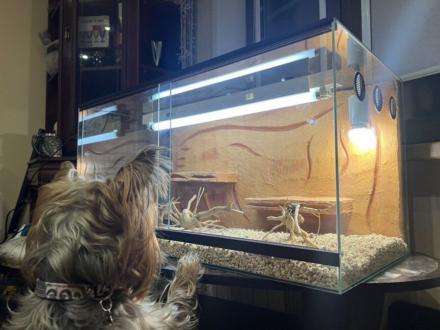Террариум для рептилий