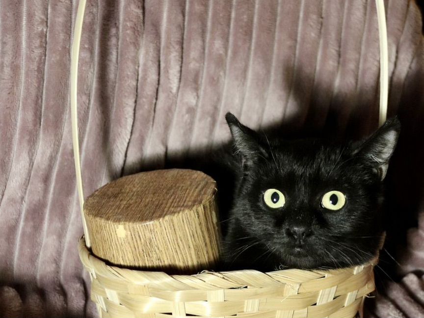 Кошечка Нера ждет свою семью