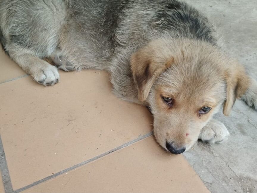 Отдам щенков в добрые руки бесплатно