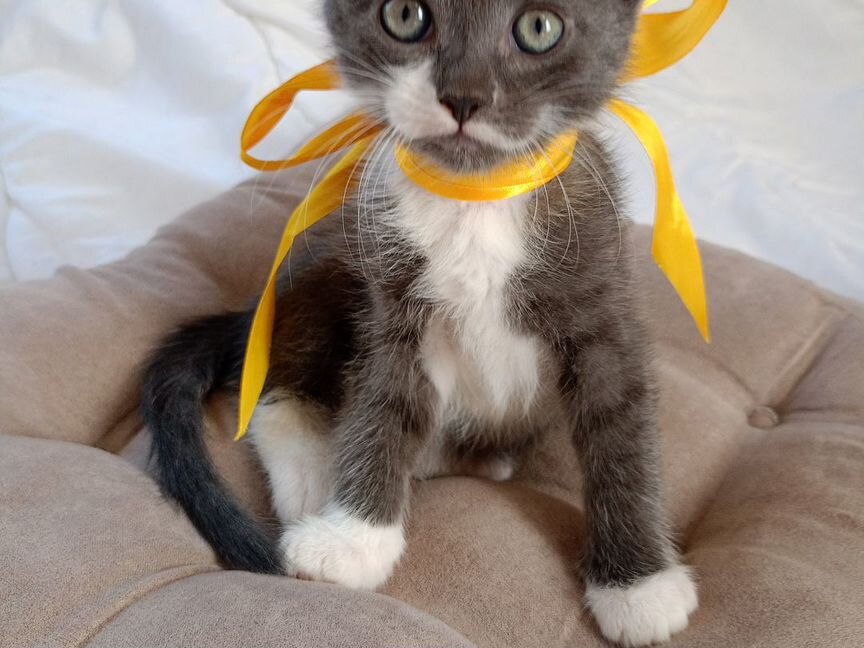 Котята в добрые руки за шоколадку)