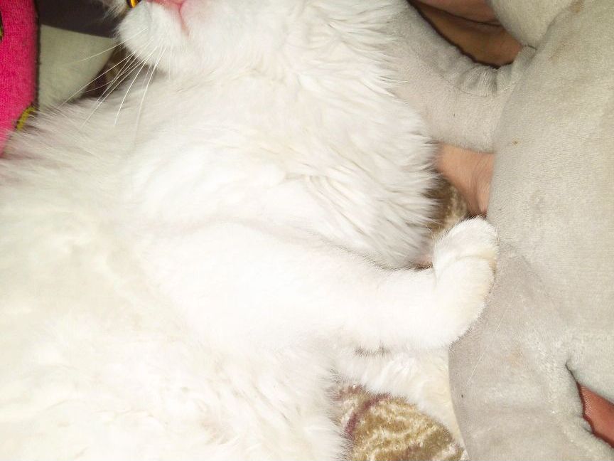 Курильский бобтейл