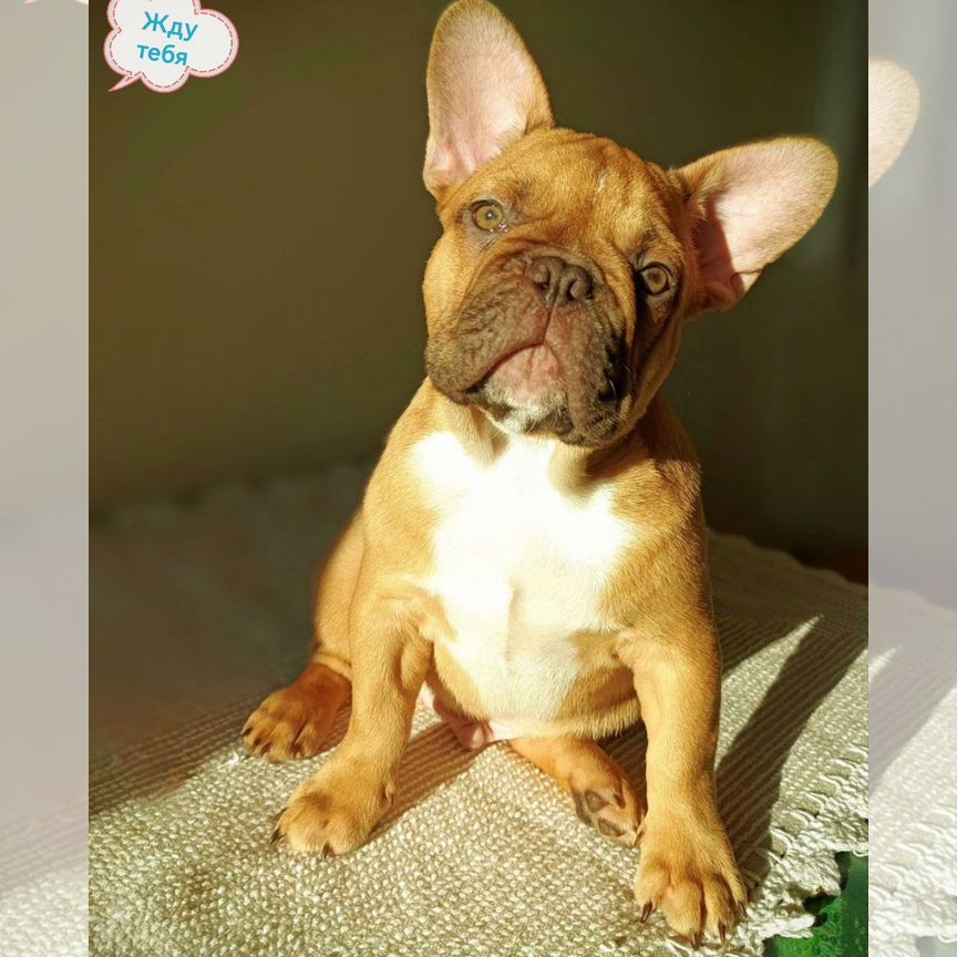 Французский бульдог, щенок