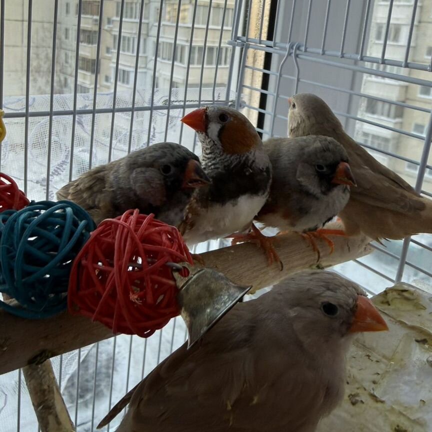 Зебровые амадины