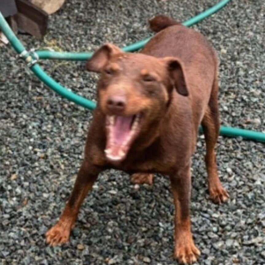 Немецкий охотничий терьер, взрослая собака