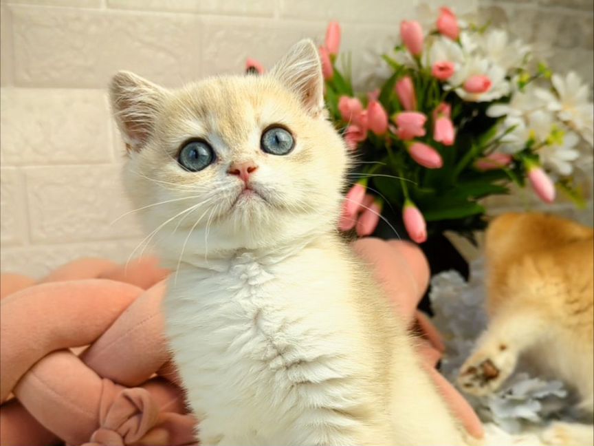 Британские котята золотая шиншилла