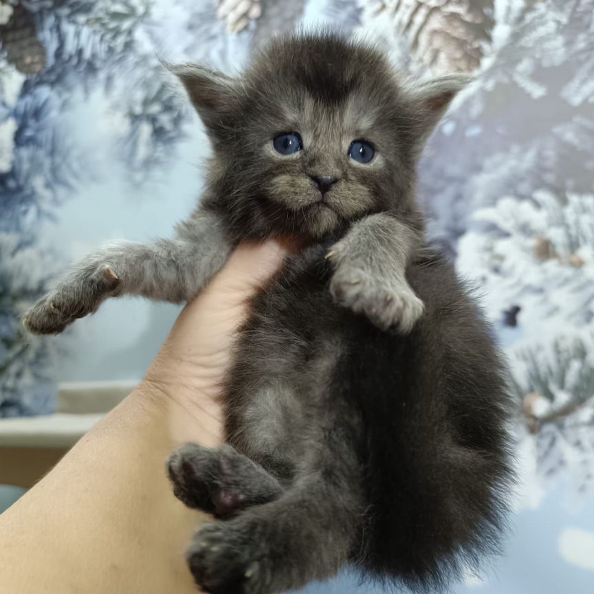 Мейн-кун черный дым мальчик