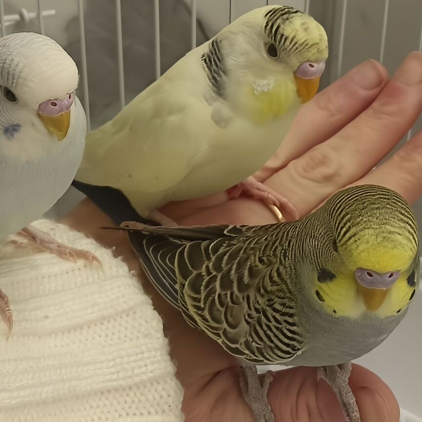 Волнистый попугай птенчики