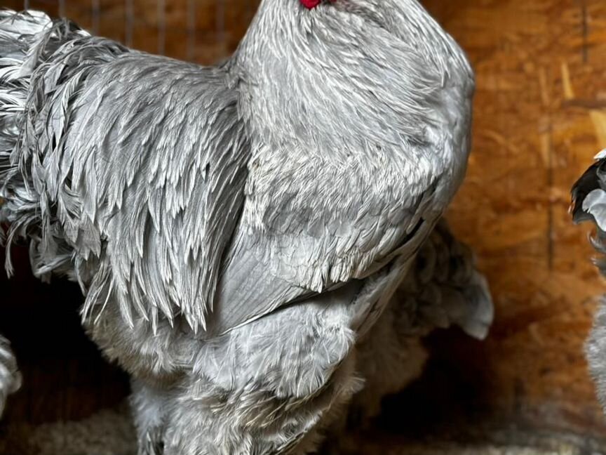 Брама лаванда