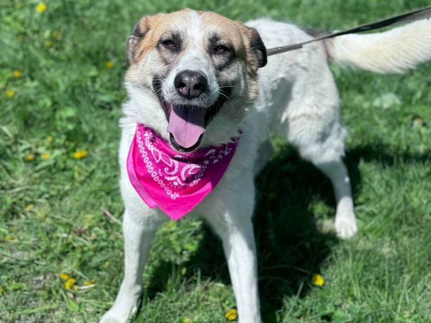 Классная девочка в семью