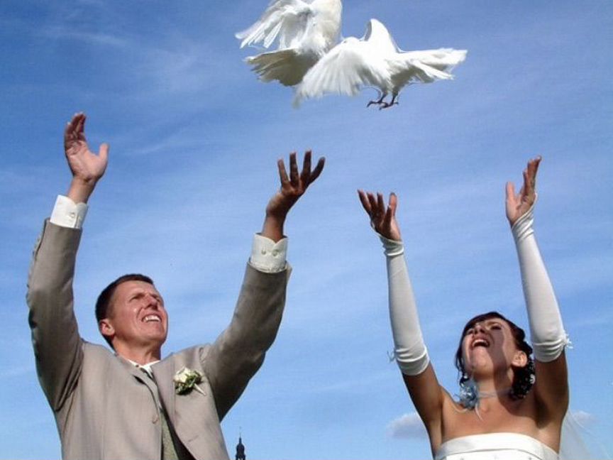 Голуби на свадьбу