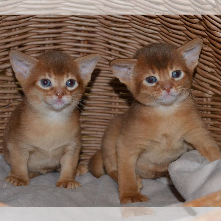 Абиссинский котёнок