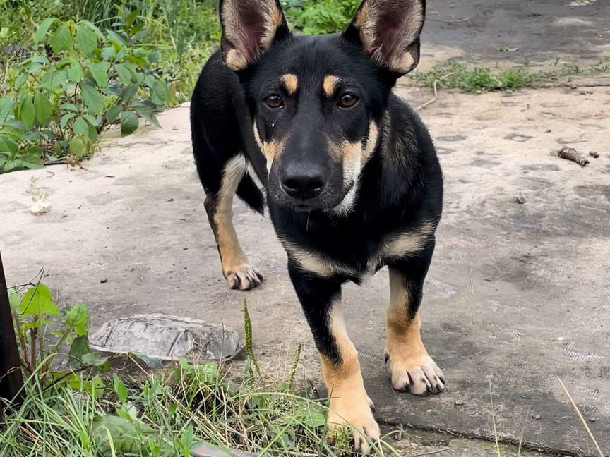 Щенок в добрые руки бесплатно