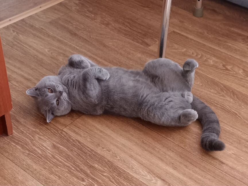 Скоттиш-страйт, вязка