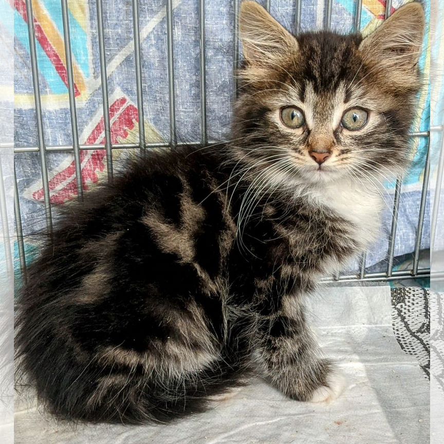 Мраморная малышка