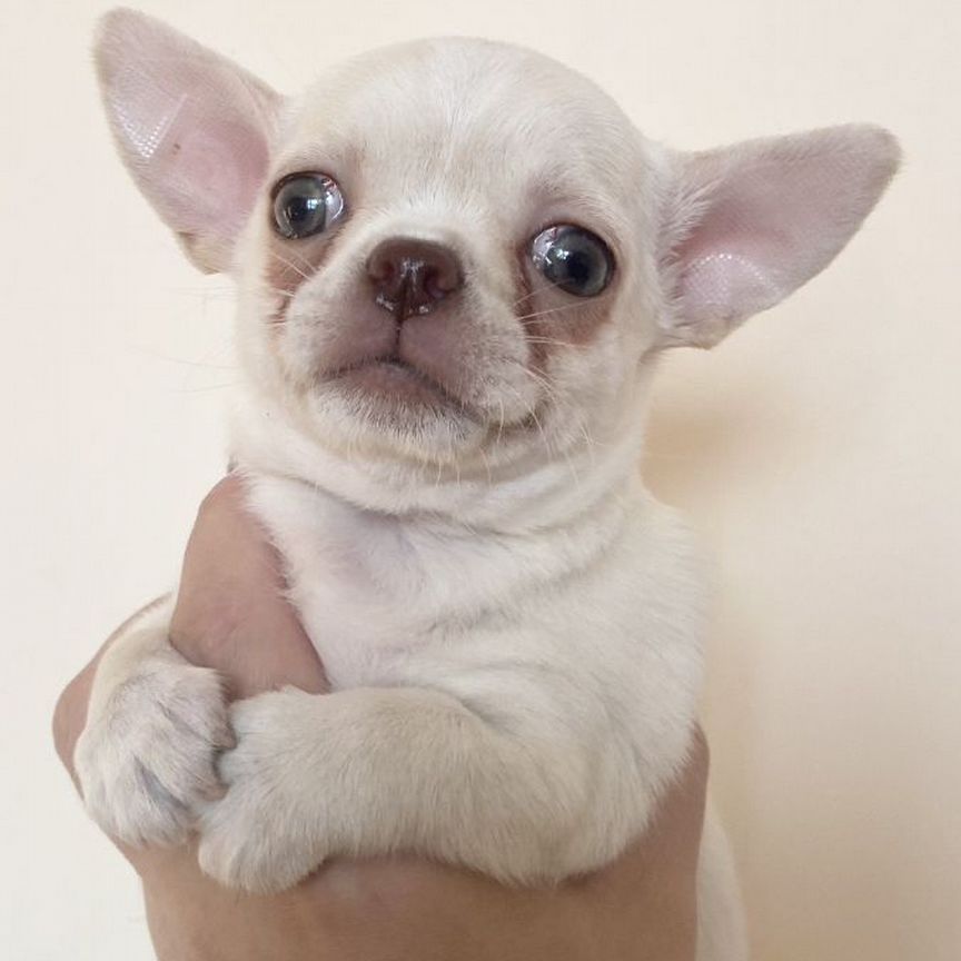 Чихуахуа, щенок