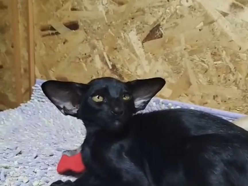 Ориентальный котенок мальчик