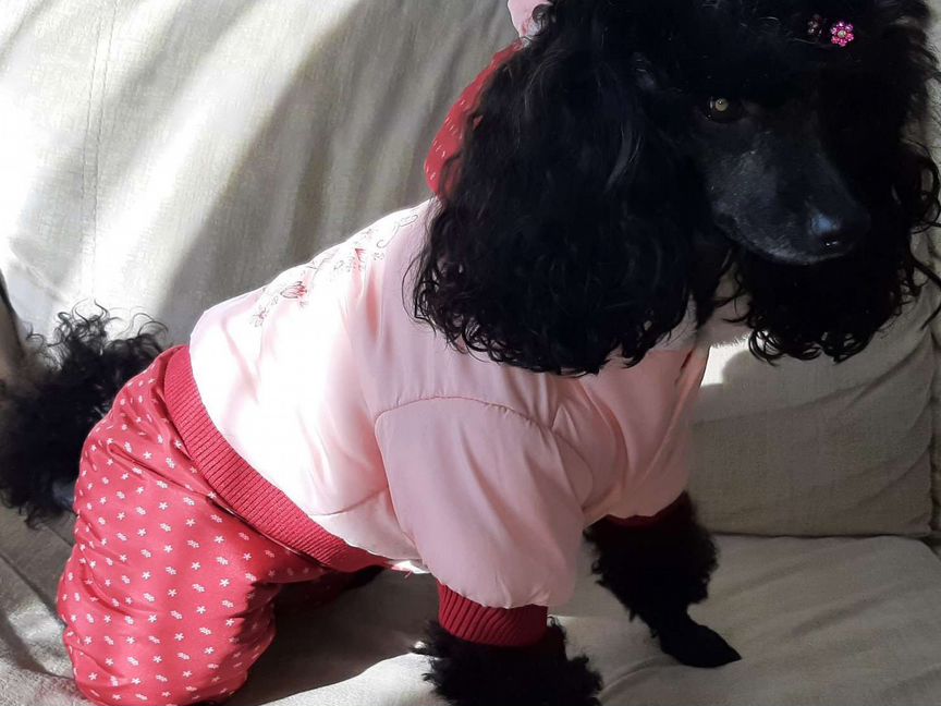 Теплый комбинезон для собаки. Новый