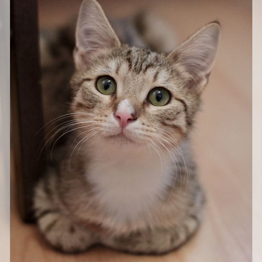 Котёнок в добрые руки