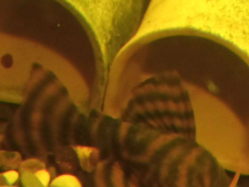 Аквариумное растение