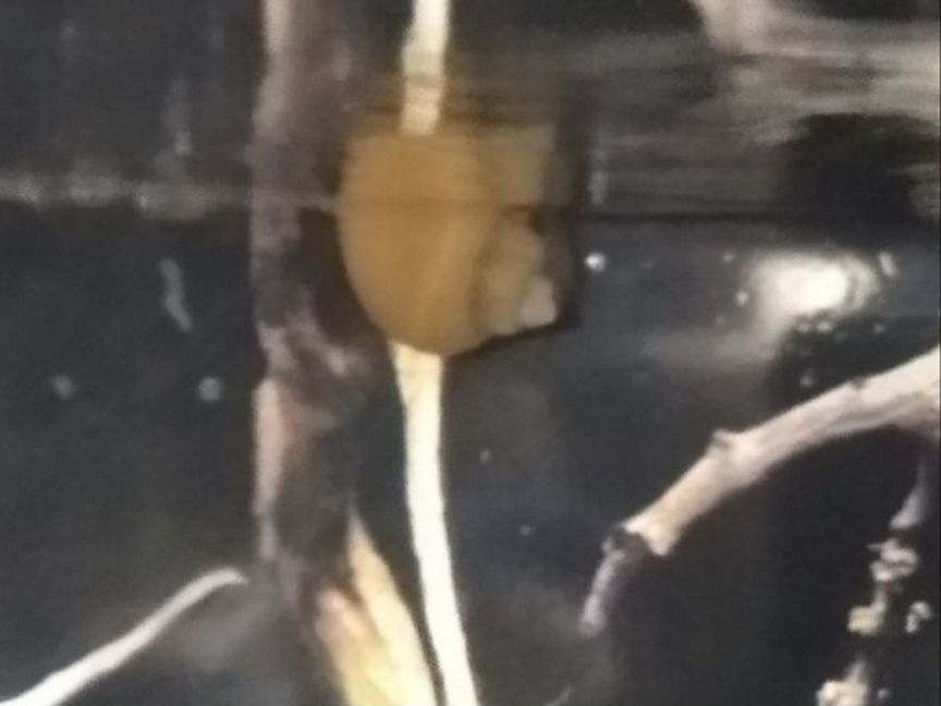 Крапчатый сомик