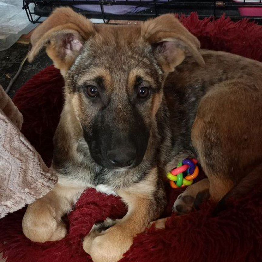 Щенок от частного владельца